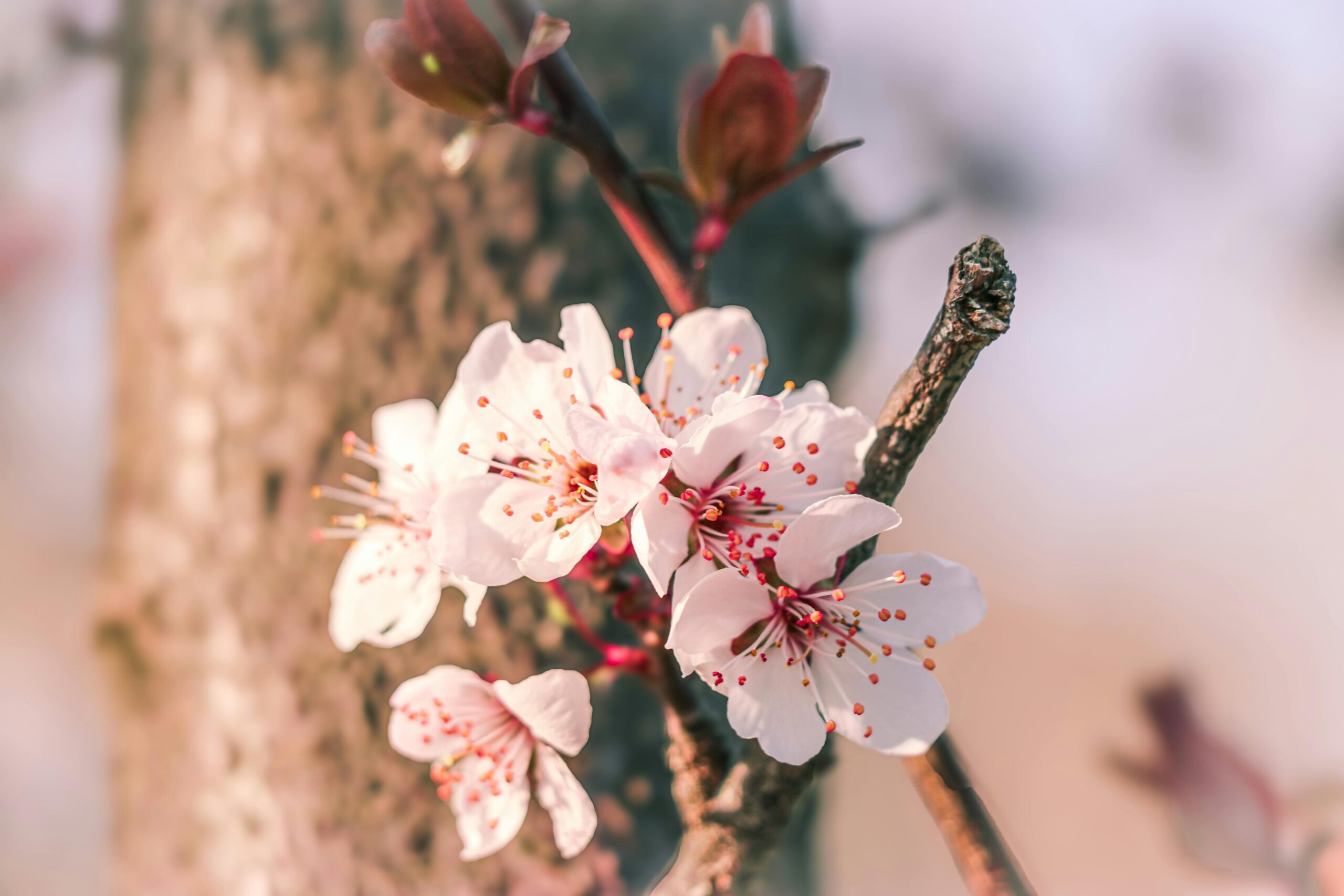 HungaryNow | Spring in Hungary - HungaryNow